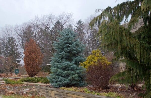 7 Privacy Trees to Grow in Indiana (for Hedges, Rows & More)