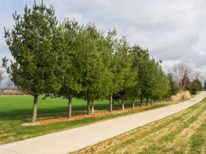 28 Best Common & Native Trees that Grow in Virginia