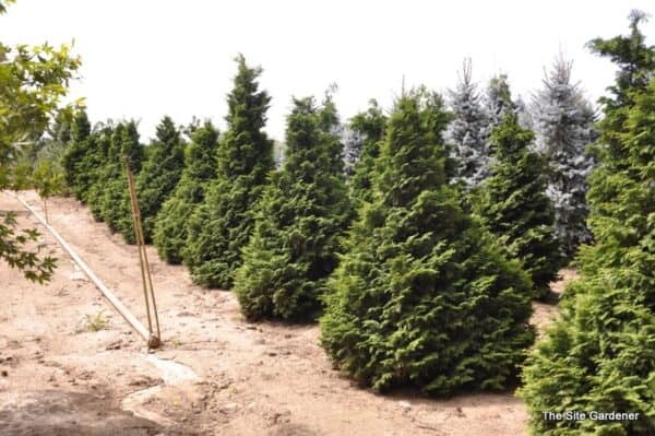 7 Privacy Trees to Grow in Indiana (for Hedges, Rows & More)