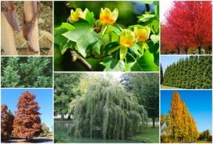 6 Edible & Native Nut Trees That Grow in Virginia