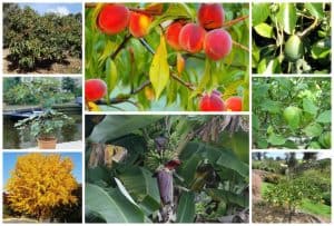 8 Best Plum Tree Varieties to Plant in Your Texas Yard