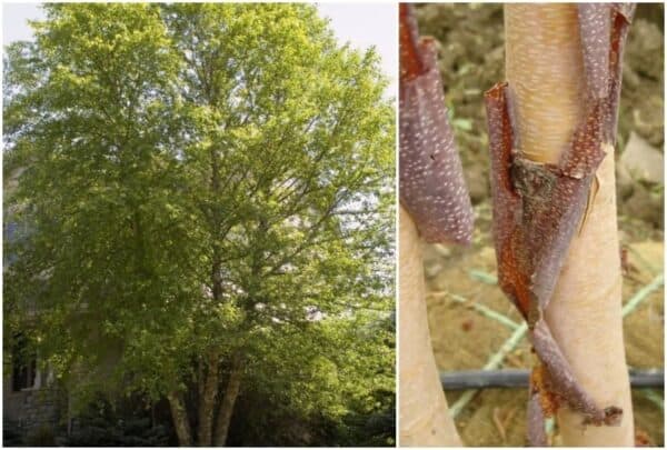 27 Best Trees to Plant in Indiana - Common & Native Varieties