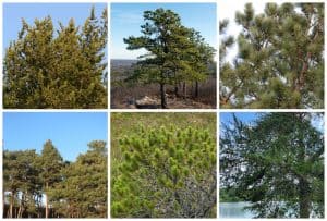 8 Nut Trees to Grow in Indiana for Reliable Harvests