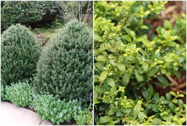 6 Types of Holly Trees You Will Find Growing in Texas