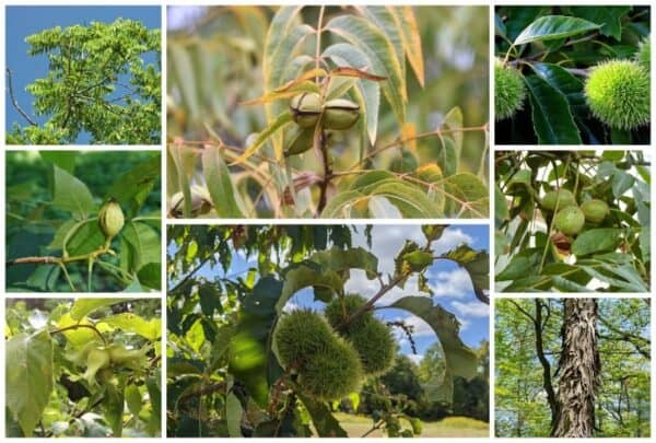 27 Best Trees to Plant in Indiana - Common & Native Varieties