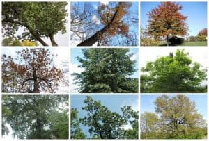 6 Edible & Native Nut Trees That Grow in Virginia