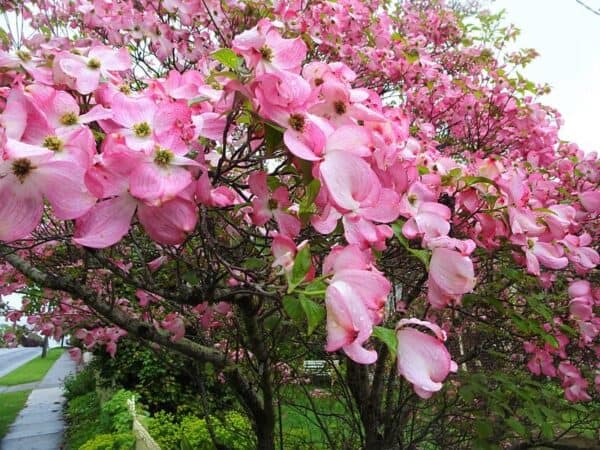 28 Best Common & Native Trees that Grow in Virginia