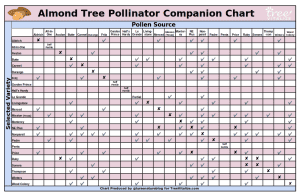 12 Different Types of Almond Trees & Identifying Features