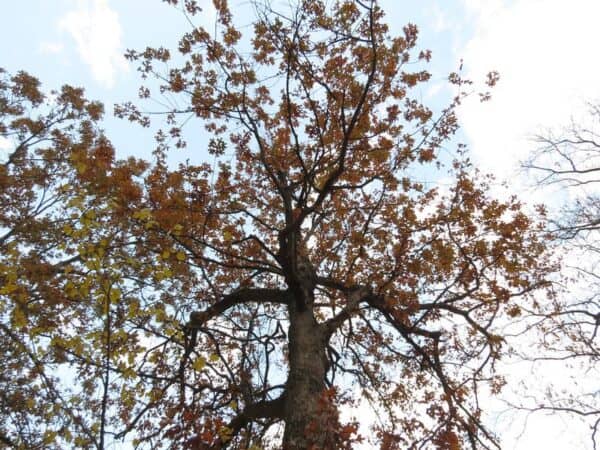 10 Different Types of Oak Trees That Grow in Virginia