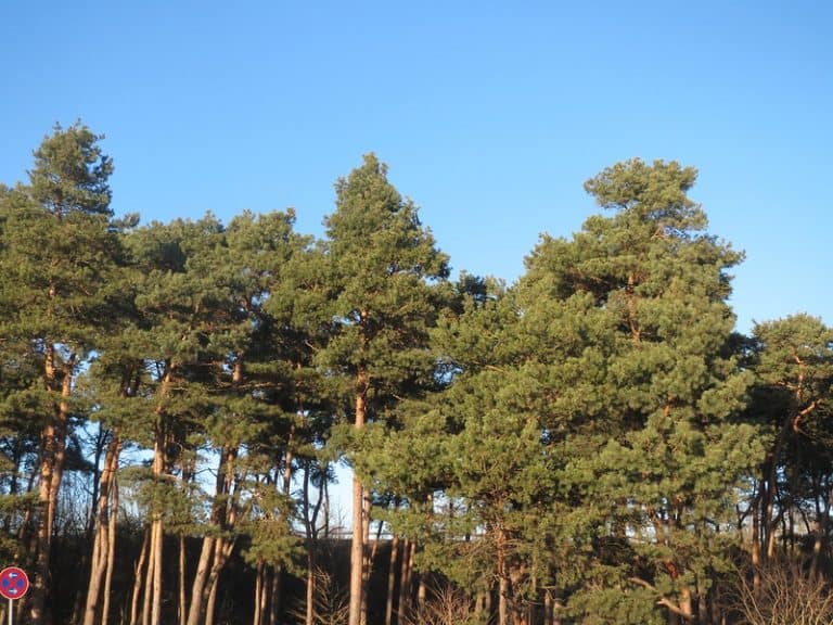 7 Evergreen Pine Trees You Can Grow or Find in Indiana