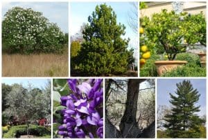 8 Best Plum Tree Varieties to Plant in Your Texas Yard