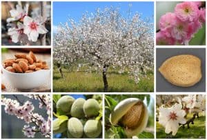 12 Different Types of Almond Trees & Identifying Features