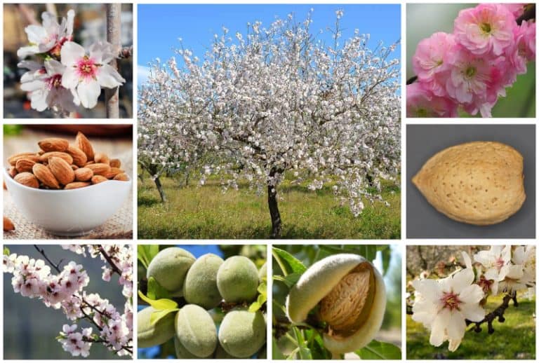 12 Different Types of Almond Trees & Identifying Features