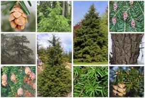 10 Different Types of Hemlock Trees & Identifying Features