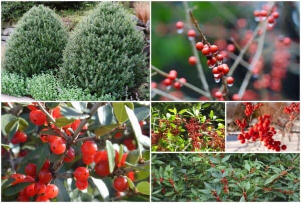 6 Best Avocado Tree Varieties to Grow in Texas
