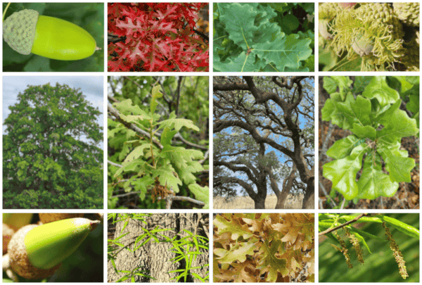 36 Different Types of Oak Trees & Their Identifying Features