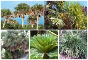 30 Types of Florida Palm Trees (Includes Native & Small)