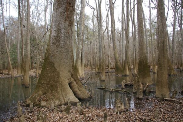 28 Best Common & Native Trees that Grow in Virginia