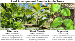 26 Different Types of Apple Trees with Identifying Features