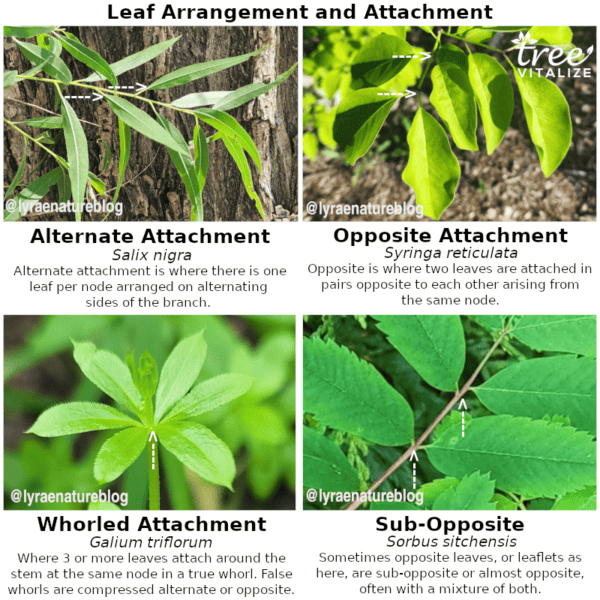 17 Different Types of Lilac Trees & Identifying Features