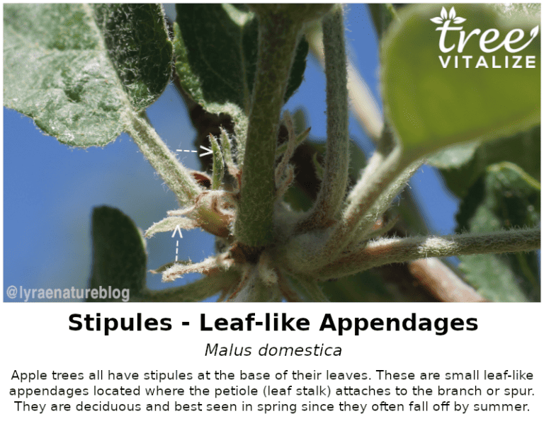 26 Different Types of Apple Trees with Identifying Features