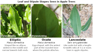 26 Different Types of Apple Trees with Identifying Features