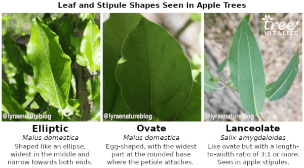 26 Different Types of Apple Trees with Identifying Features