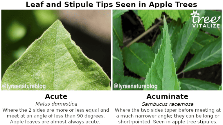 26 Different Types of Apple Trees with Identifying Features