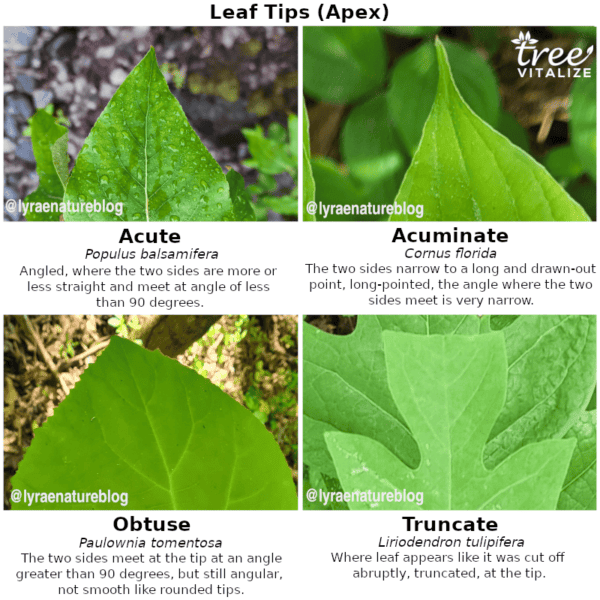 17 Different Types of Lilac Trees & Identifying Features