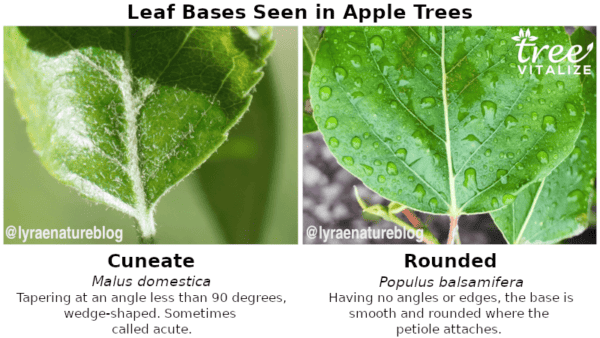 26 Different Types of Apple Trees with Identifying Features