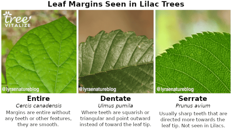 17 Different Types of Lilac Trees & Identifying Features