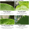 26 Different Types of Apple Trees with Identifying Features