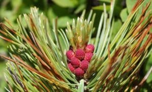 5 Different Types of Japanese Pine Trees & Identifying Features