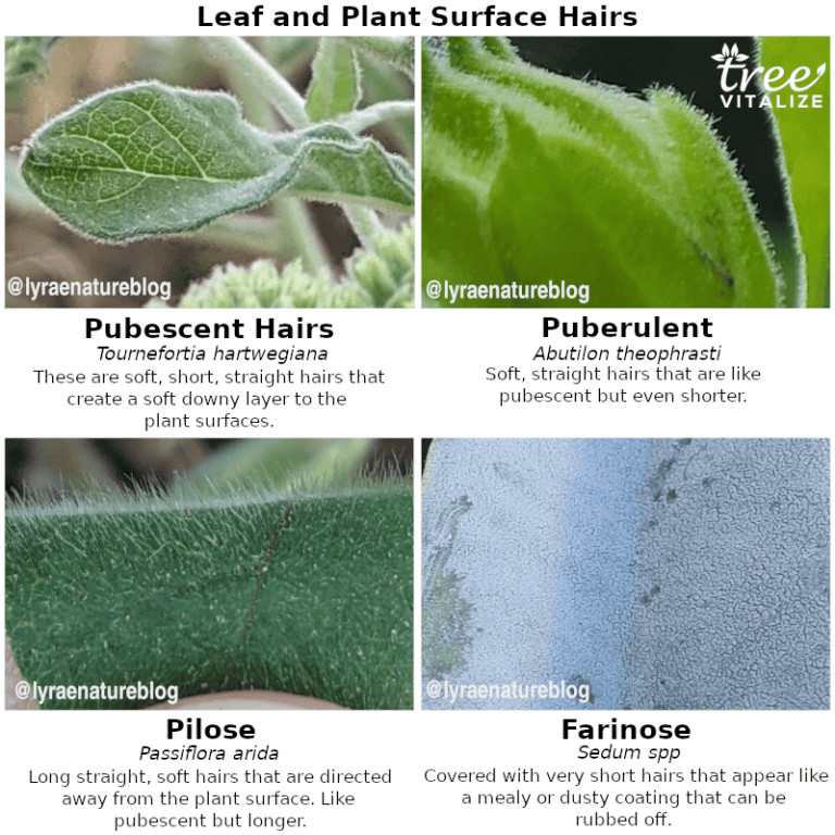 17 Different Types of Lilac Trees & Identifying Features