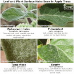 26 Different Types of Apple Trees with Identifying Features