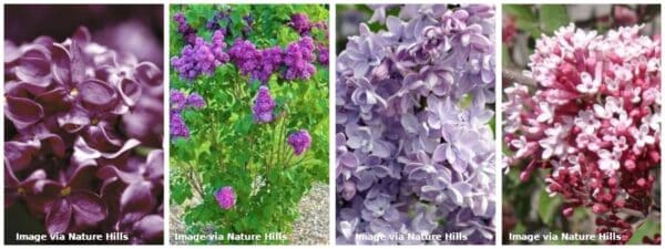 17 Different Types of Lilac Trees & Identifying Features