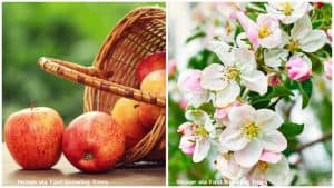 26 Different Types of Apple Trees with Identifying Features