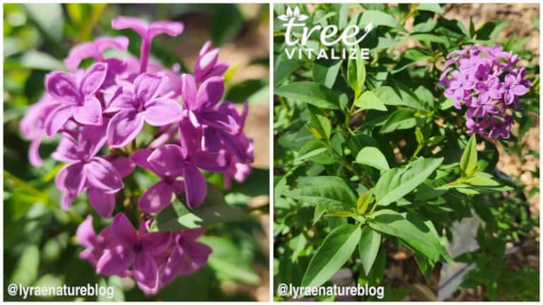 17 Different Types of Lilac Trees & Identifying Features