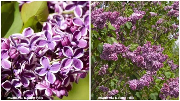 17 Different Types of Lilac Trees & Identifying Features
