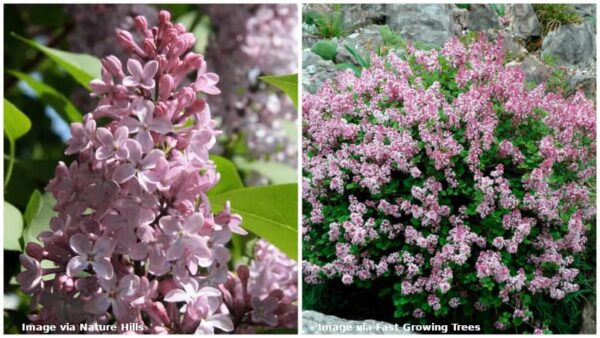 17 Different Types of Lilac Trees & Identifying Features