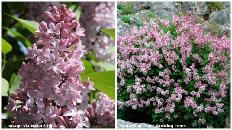 17 Different Types of Lilac Trees & Identifying Features