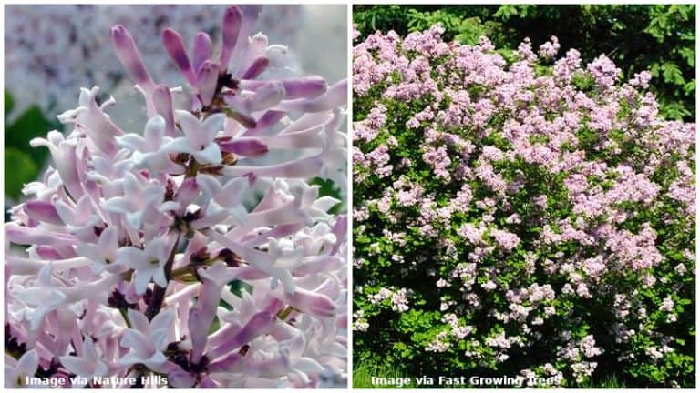 17 Different Types of Lilac Trees & Identifying Features