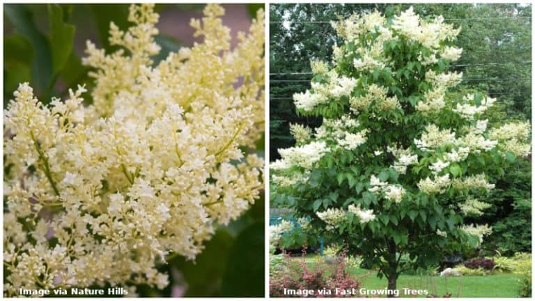 17 Different Types of Lilac Trees & Identifying Features