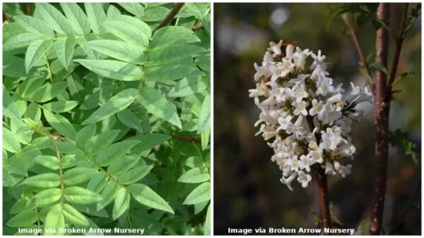 17 Different Types of Lilac Trees & Identifying Features