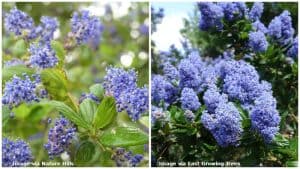 17 Different Types of Lilac Trees & Identifying Features