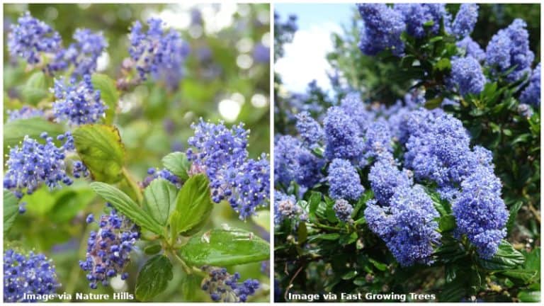 17 Different Types of Lilac Trees & Identifying Features