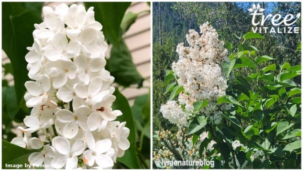 17 Different Types of Lilac Trees & Identifying Features