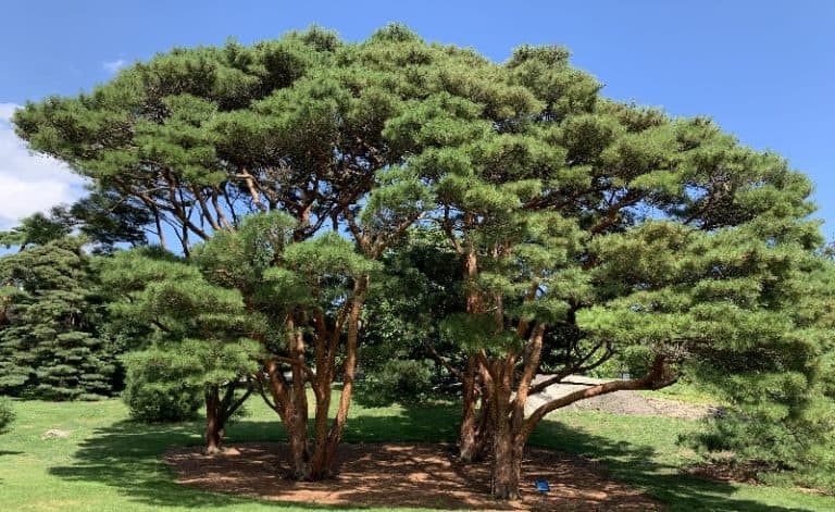 5 Different Types of Japanese Pine Trees & Identifying Features