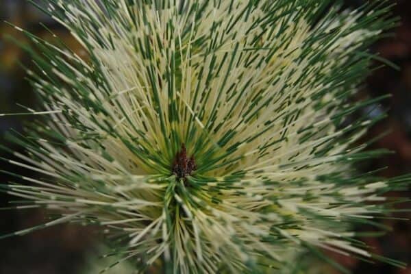 5 Different Types of Japanese Pine Trees & Identifying Features