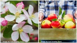 26 Different Types of Apple Trees with Identifying Features
